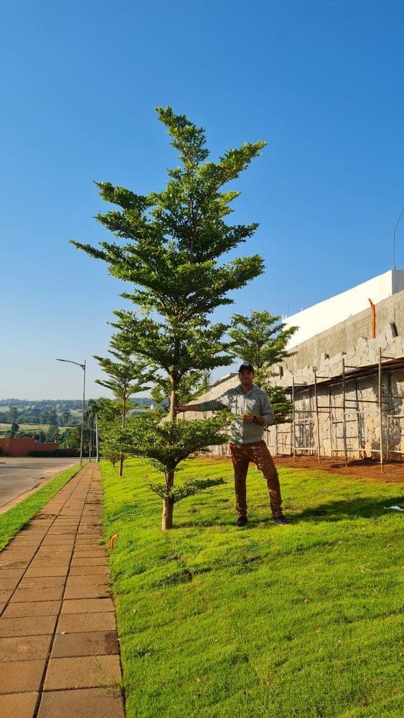 7 Copas Africana - Plantar Grande